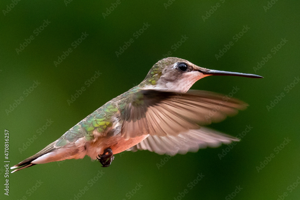 Hummingbird in Flight Stock Photo | Adobe Stock