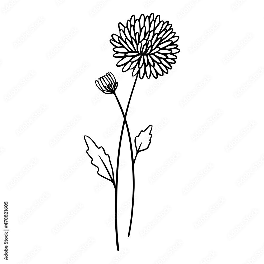 Chrysanthemum flowers on white background. Hand-drawn illustration of a ...