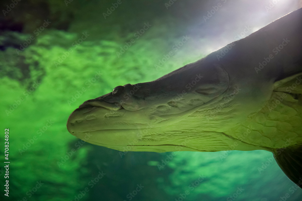 Fish under water. Arapaima fish - Pirarucu Arapaima gigas one largest ...