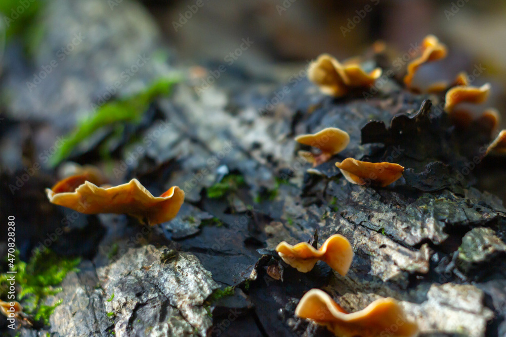 Biodiversity and Symbiosis between fungi - mossy- lichen,natural ...