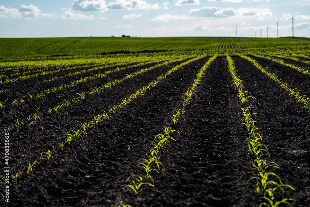 Young maize seedling growing on corn field in spring. Beautiful ...