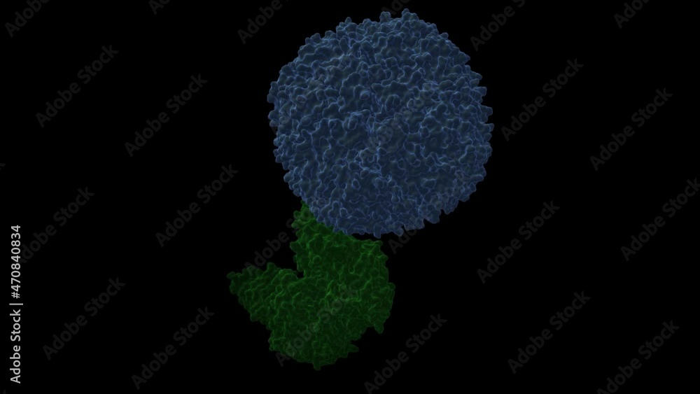 Structure of human transferrin receptor 1 (green) - H-ferritin (blue ...