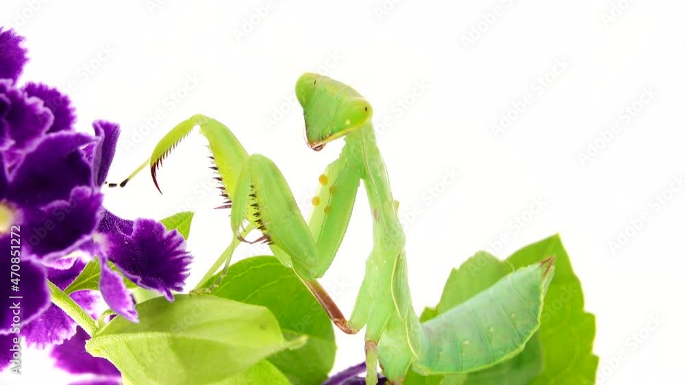 4K praying mantis dansing on a white background mantis, insect, bug ...