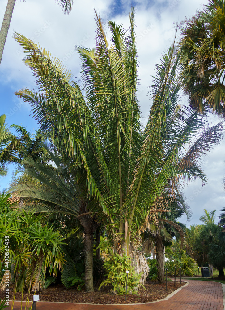 Cohune palm a.k.a. rain tree (Attalea cohune), native to Mexico and ...