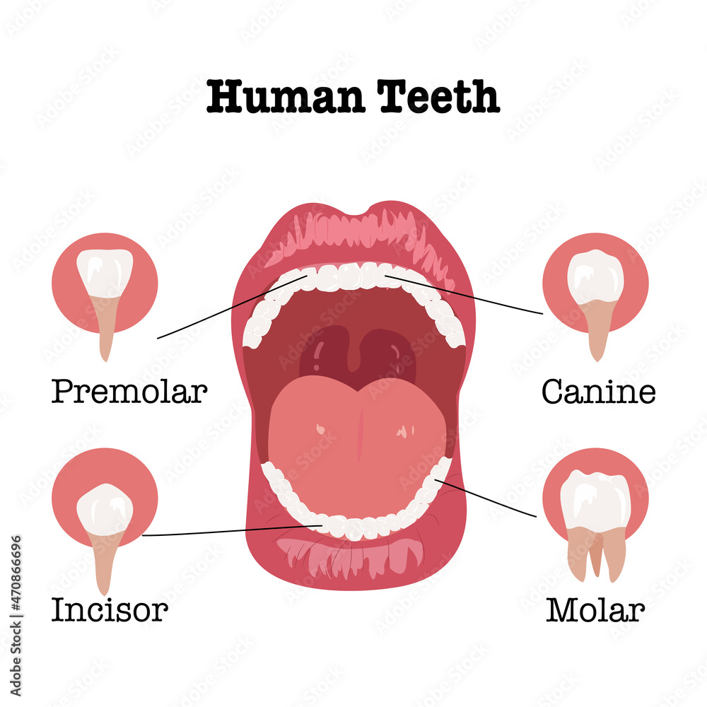 Beautiful woman opening mouth with red lips with teeth structure of ...