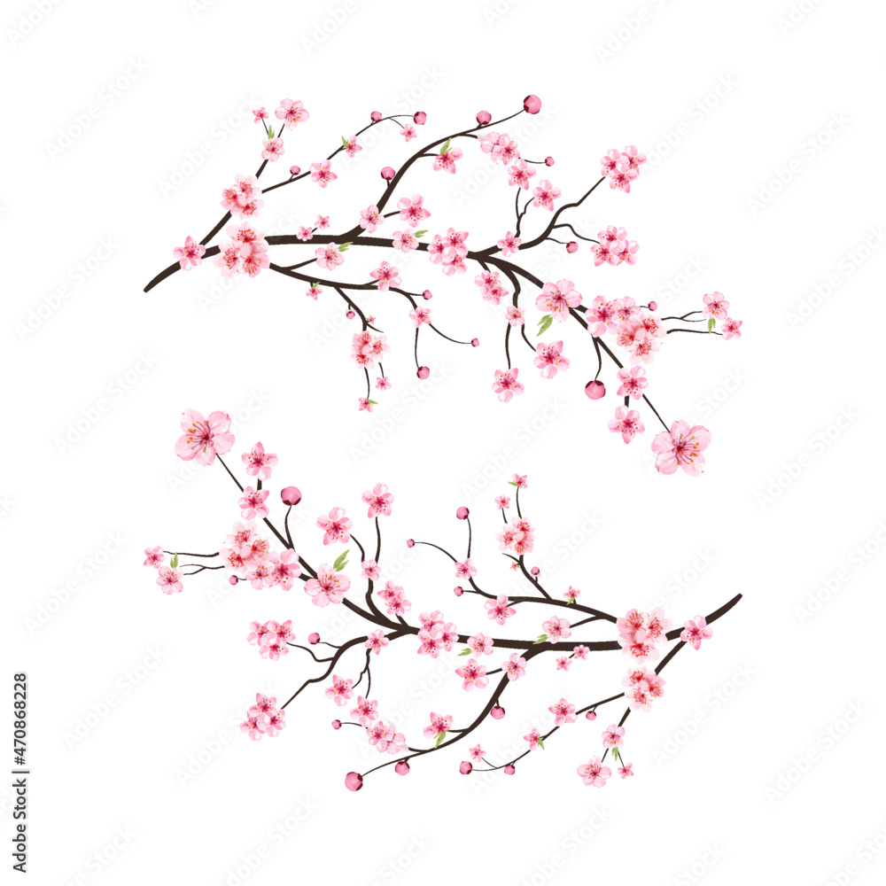 Watercolor cherry blossom vector. Pink sakura flower background. Cherry ...