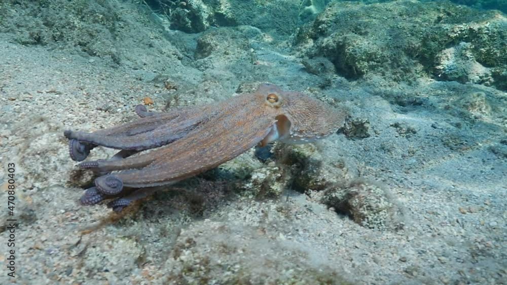octopus close up looking camera changing color shape and texture ...
