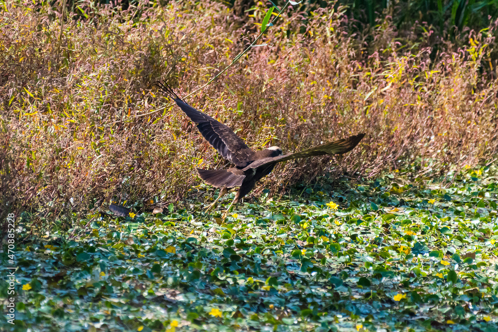 Circus aeruginosus - Erete de stuf - Western marsh harrier Stock Photo ...