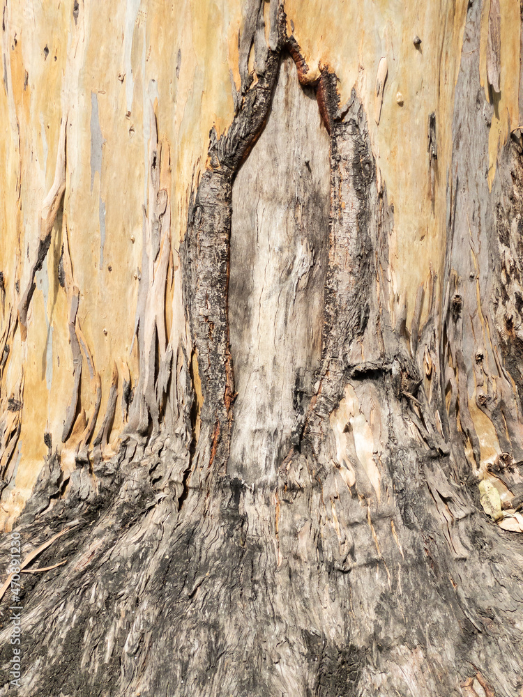 Trunk texture of Eucalyptus globulus tree also called common eucalyptus ...
