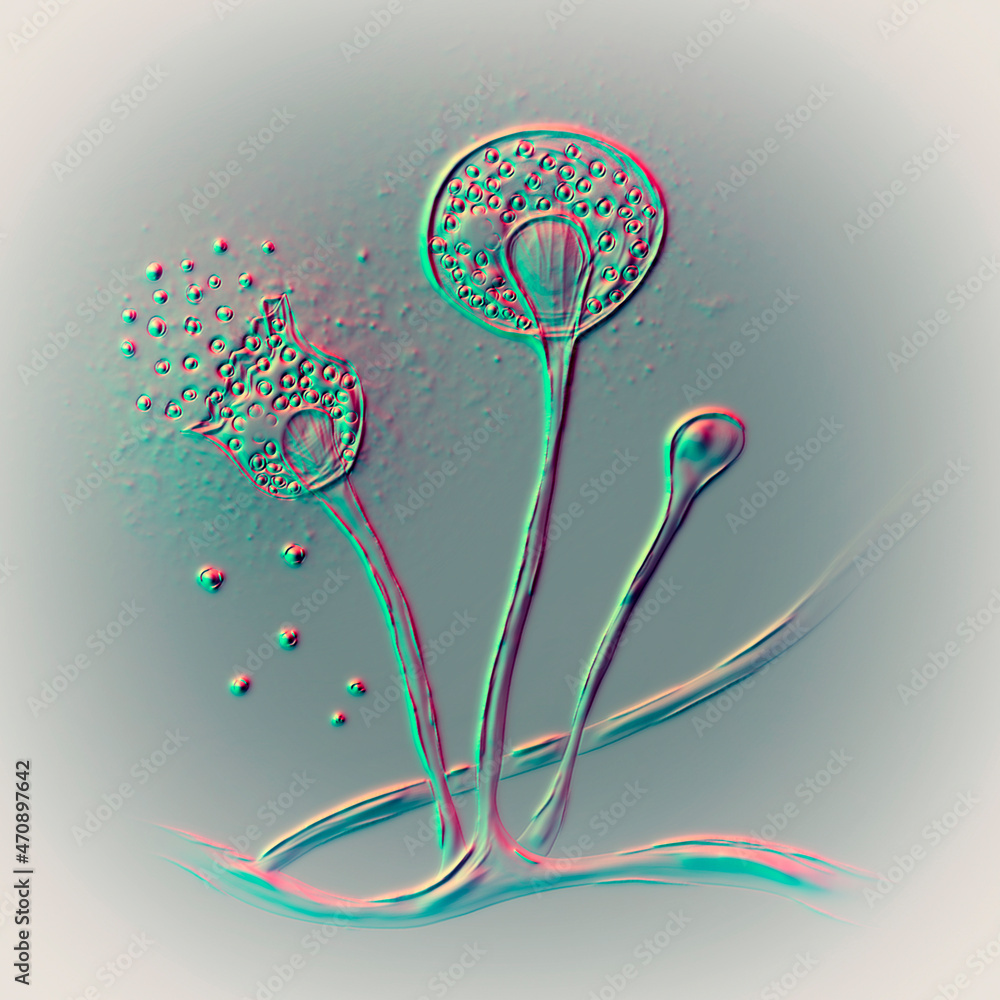 Structure of Mucor mold, black fungus, bread mold fungi Stock ...