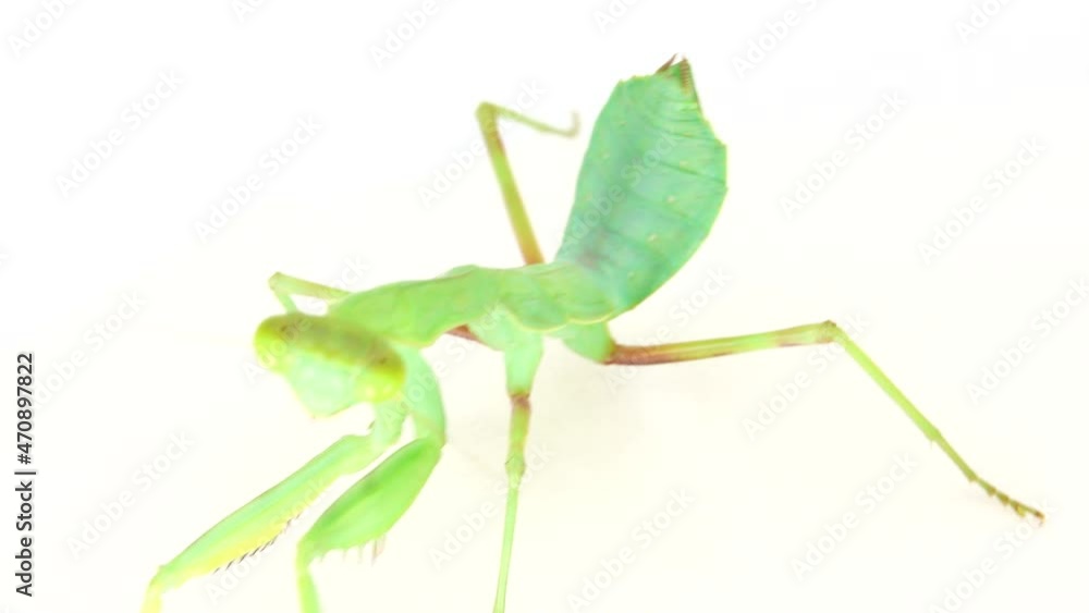 4K praying mantis dansing on a white background mantis, insect, bug ...