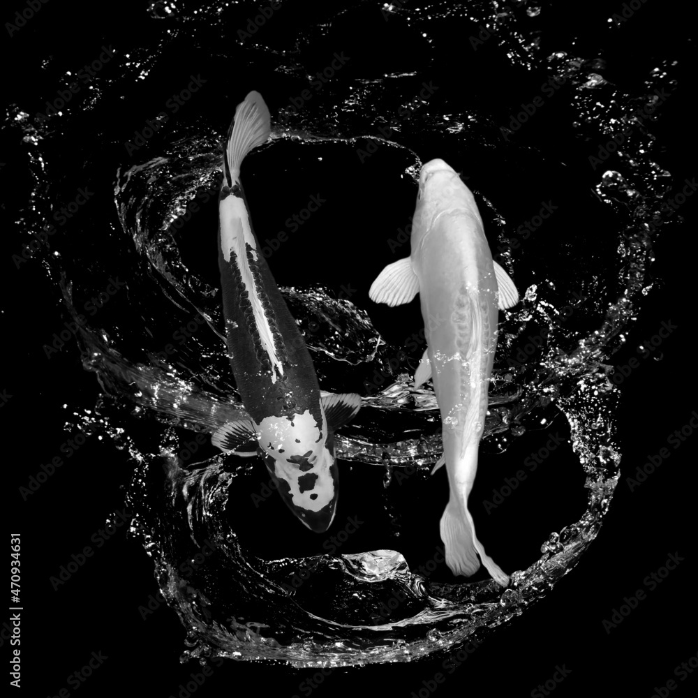 Koi fish fish, koi water animal yin yang Stock Photo | Adobe Stock