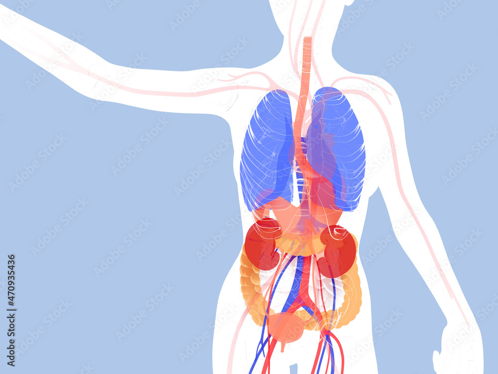 Anatomical 3d illustration of the digestive system. Transparent ...