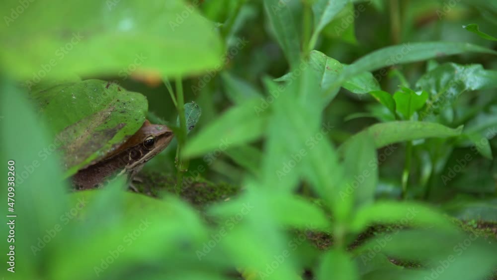 Closeup of adult frog rest on edge of pond with vegetable leaf. Asian ...