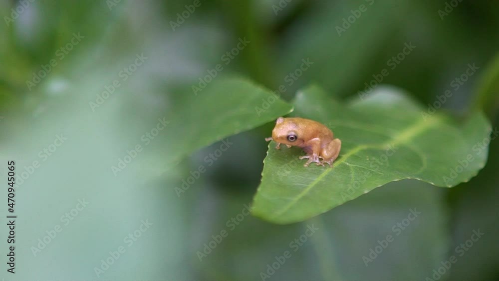 Slow motion of tiny baby frog rest on vegetable leaves. Asian Taipei ...