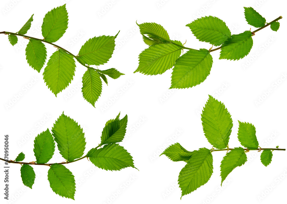 group of spring green leaf on white background. Isolated without shadow ...