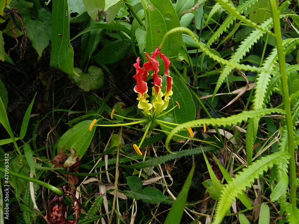 Sri Lankan Gloriosa superba flower Stock Photo | Adobe Stock