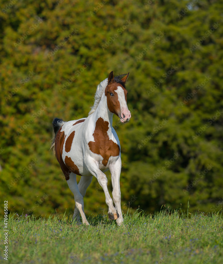 brown and white pinto colored warmblood horse free running in a field ...