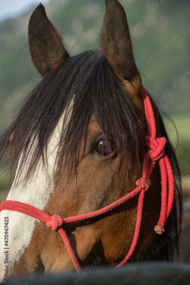 clydesdale hors portrait close up wearing red rope halter with long ...
