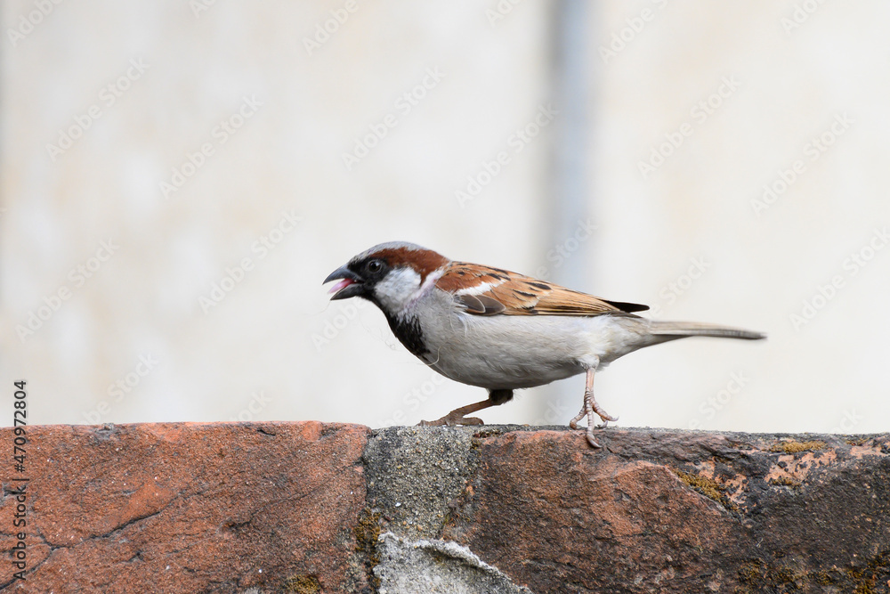 Side view of Male house sparrow bird, Passer domesticus, a bird of the ...