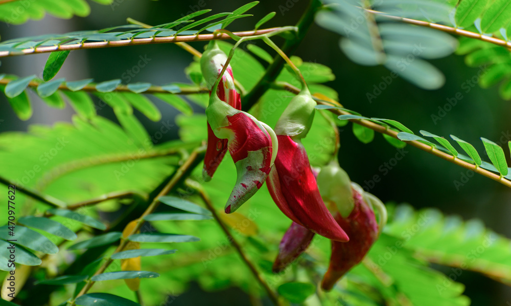 Red Hummingbird Tree (Sesbania grandiflora) flowers close up shot. As ...