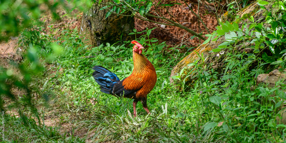Sri Lankan junglefowl, the National bird of Sri Lanka, is also endemic ...