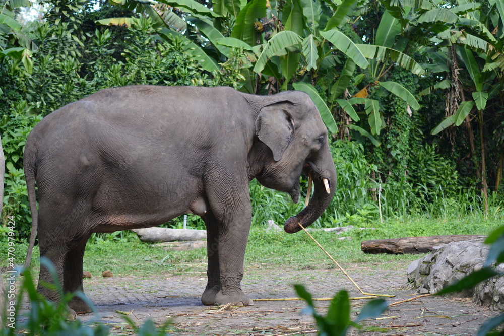 The Sumatran elephant, Elephas maximus sumatranus is recognized ...