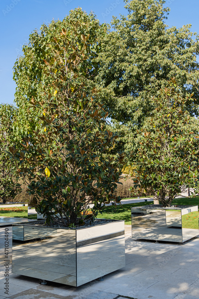 Evergreen Southern Magnolia (Magnolia Grandiflora)' in mirror container ...