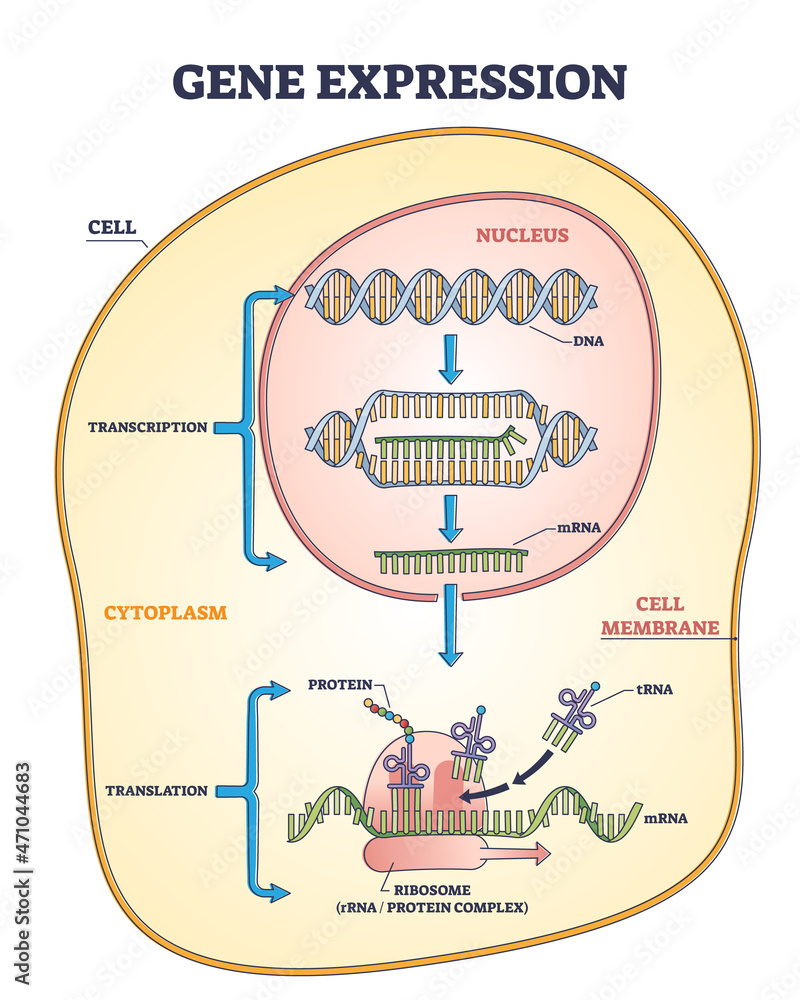 Fototapeta Gene Expression Process For Product Synthesis Formation 