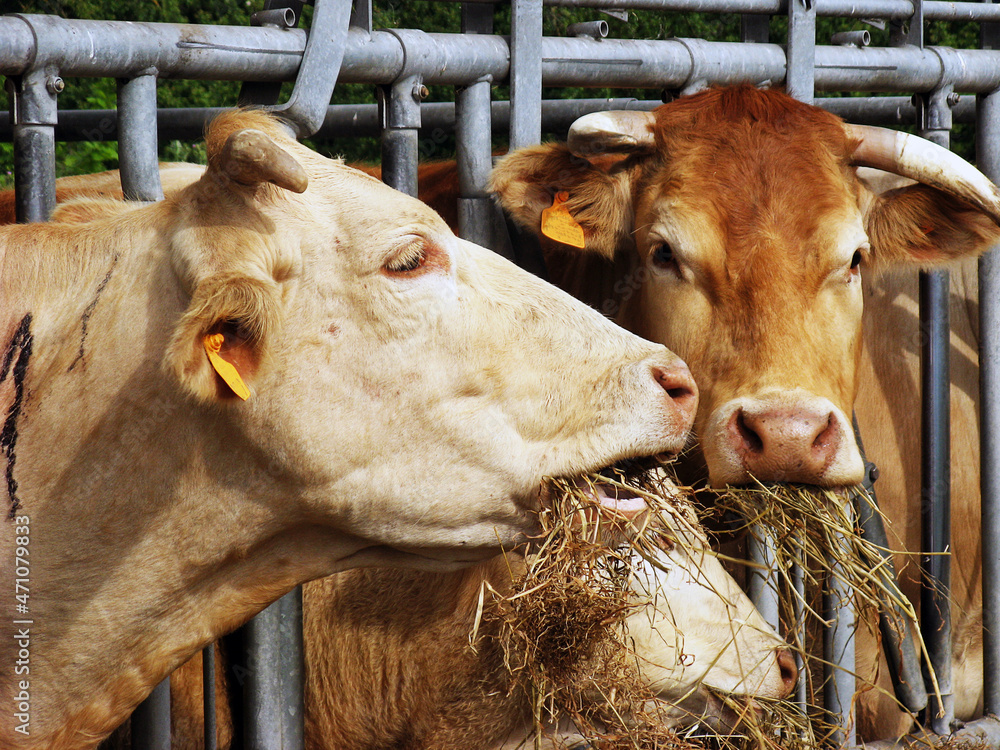 , blondes d'Aquitaine, mangeant du foin dans leur étable Stock Photo ...