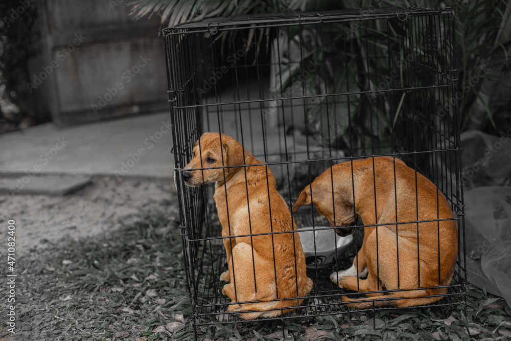 Two sad looking puppies were locked in a cage. Stock Photo | Adobe Stock