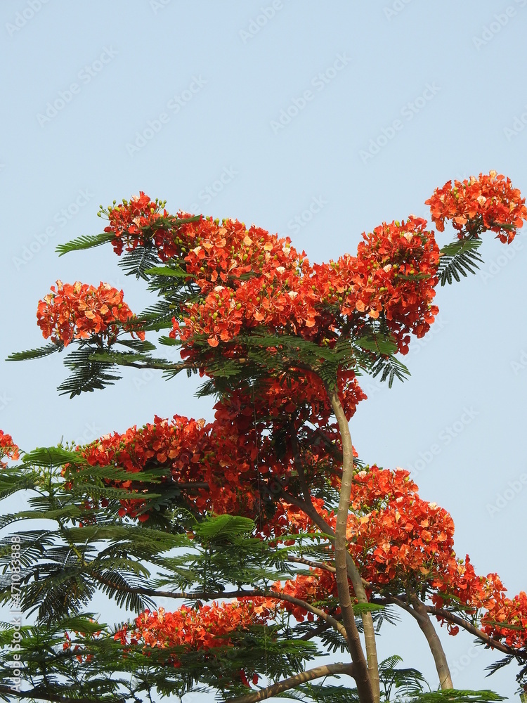 Royal Poinciana, Flamboyant, Flame Tree, Delonix Regia. Its species of ...
