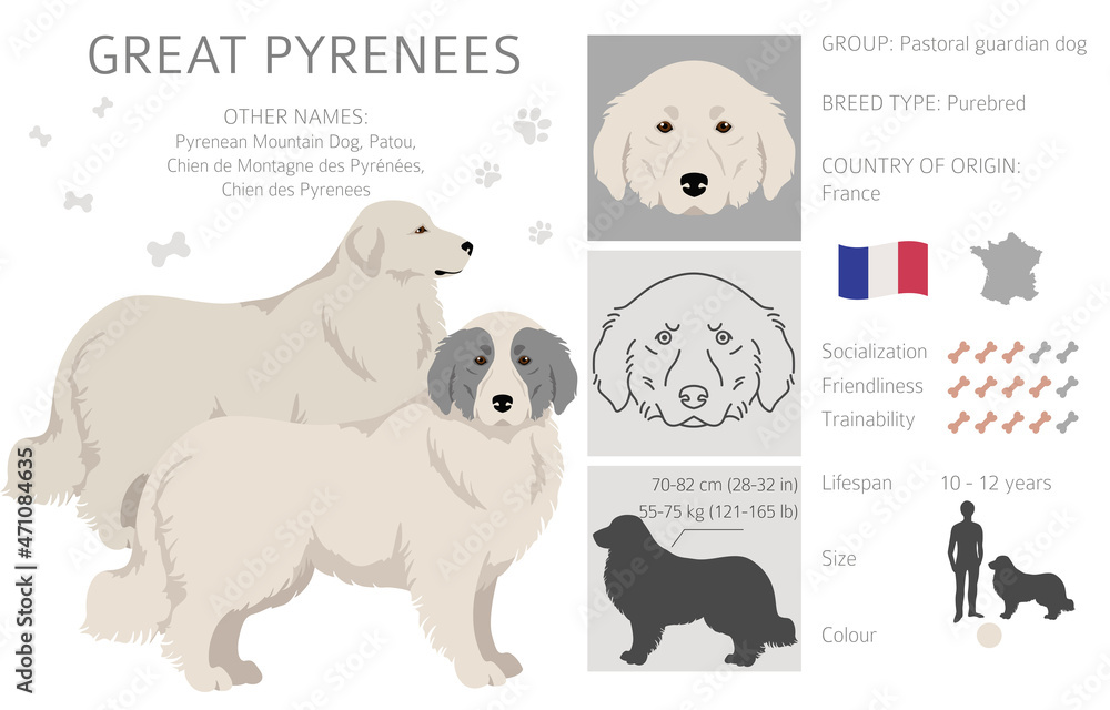 Great Pyrenees clipart. Different poses, coat colors set Stock Vector ...