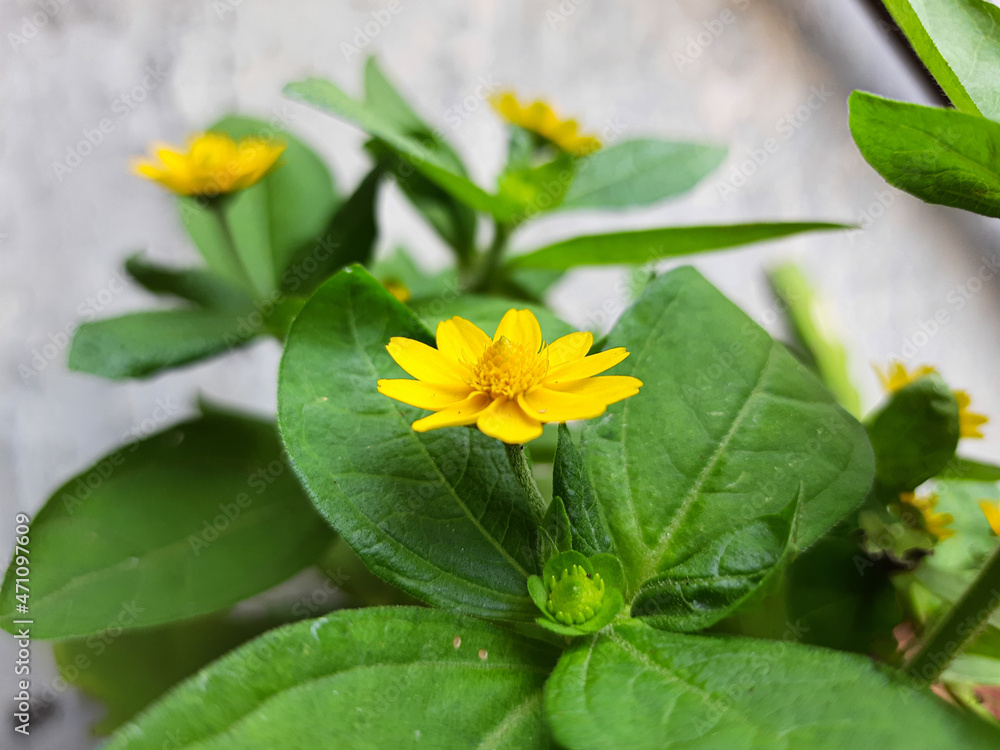 Flower of Melampodium divaricatum or butter daisy or blackfoot daisy ...