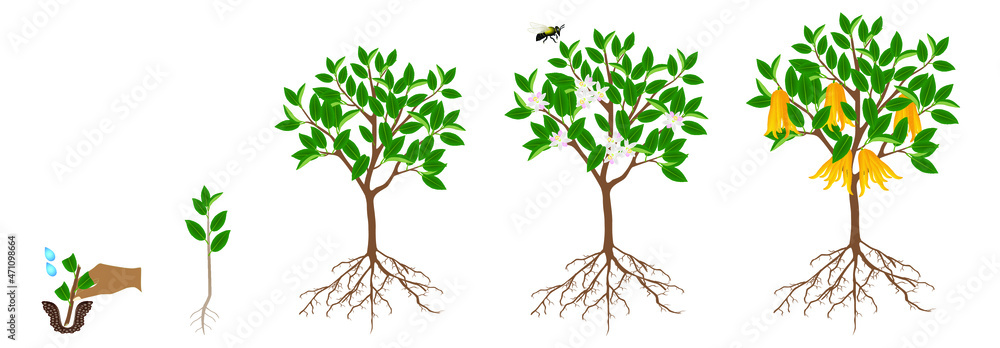 Cycle of growth of citrus plant on a white background. Stock Vector ...