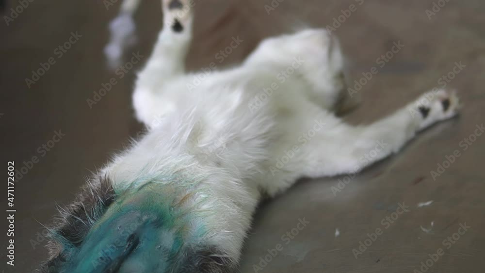 Neutering, sterilization of a cat close-up. End of abdominal surgery ...