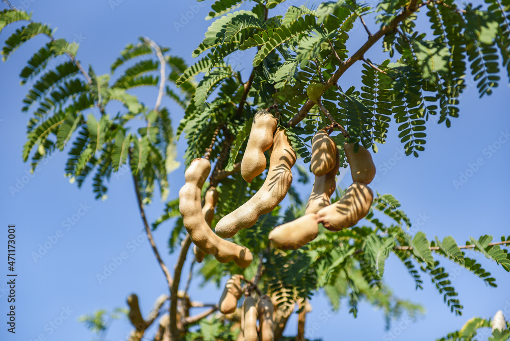 Tamarind tree, ripe tamarind fruit on tree with leaves in summer ...