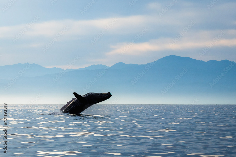 humpback whale bleaching in the ocean Stock Photo | Adobe Stock