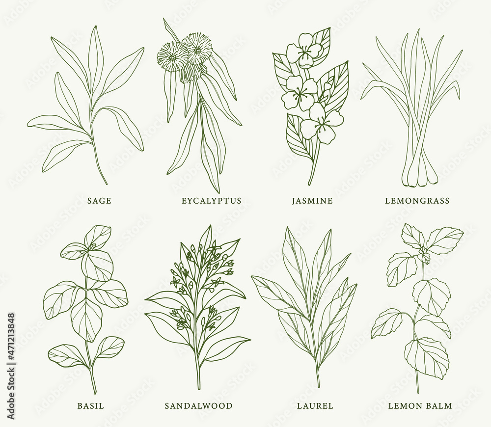Collection of sketch essential oil plants Stock Vector | Adobe Stock