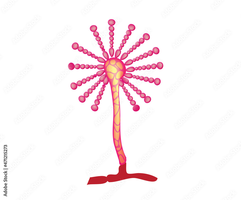 Aspergillus Structure (Anatomy of Aspergillus) vector de Stock | Adobe ...