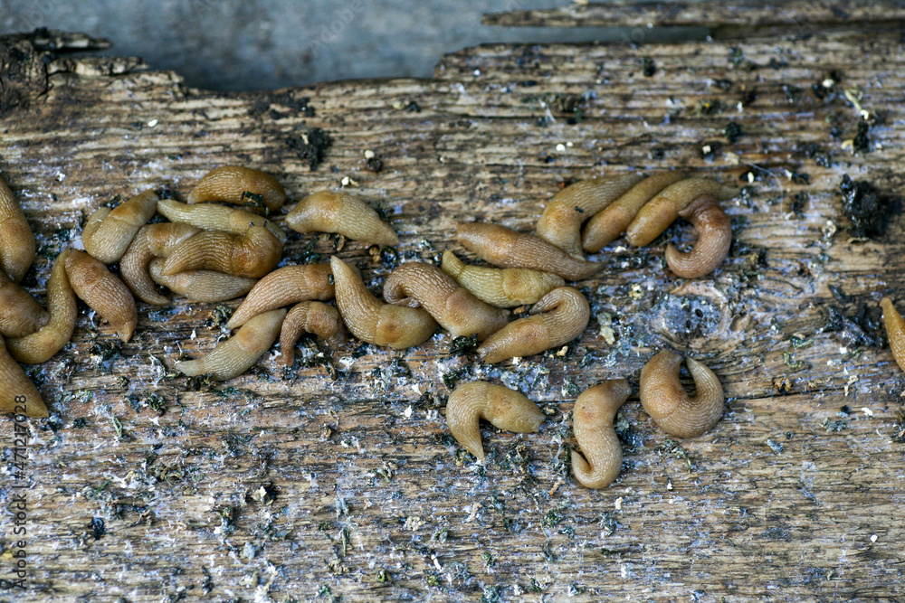 slugs in the farmer's garden. A large cluster of Gastropoda slugs ...