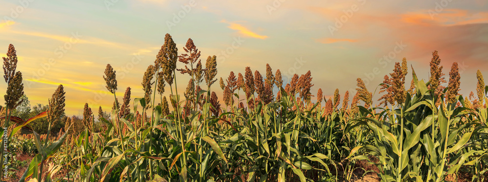 Biofuel and Food, Sorghum Plantation industry in sunset. Field of Sweet ...
