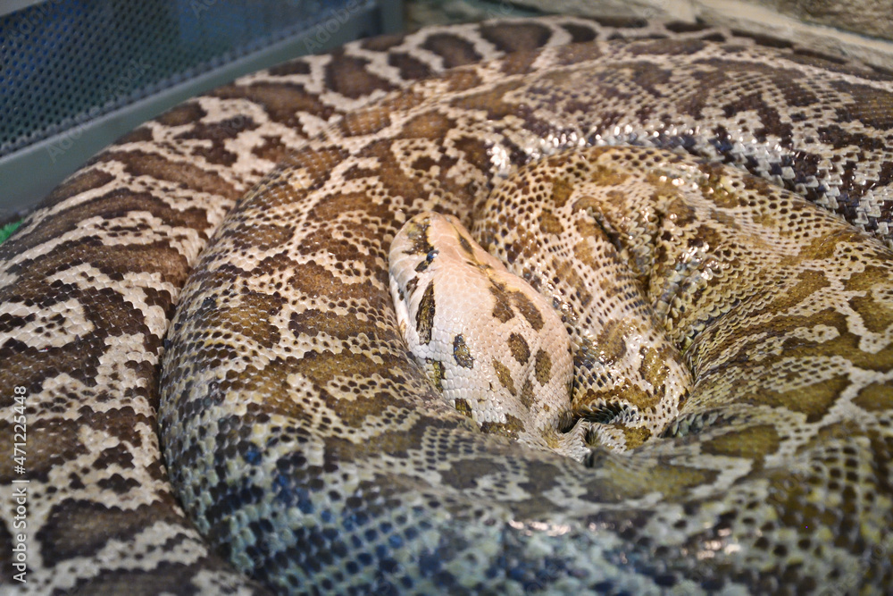 The tiger python (Latin Python molurus) is a large non-venomous snake ...