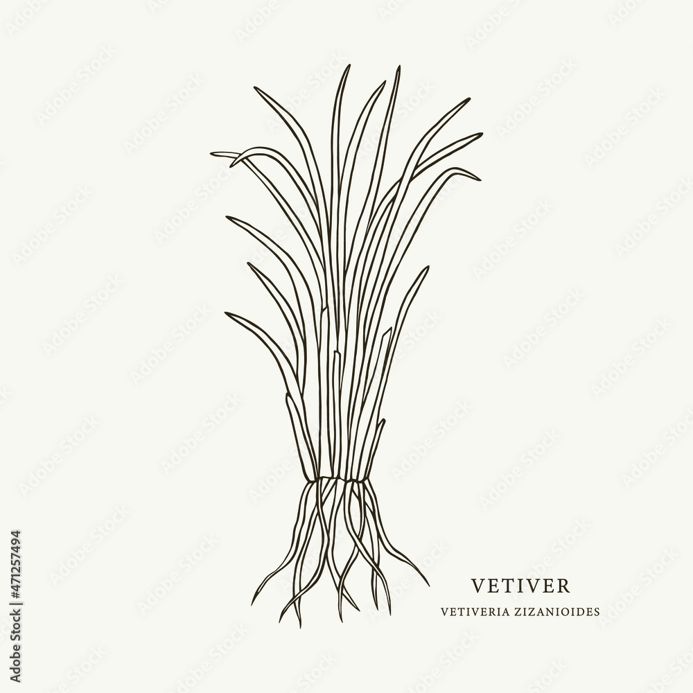 Sketch vetiver with roots illustration Stock Vector | Adobe Stock