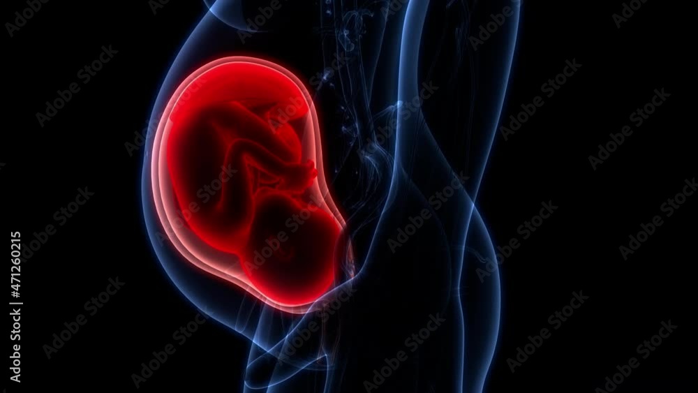 Human Fetus Baby in Womb Anatomy Animation Concept Stock Video | Adobe ...
