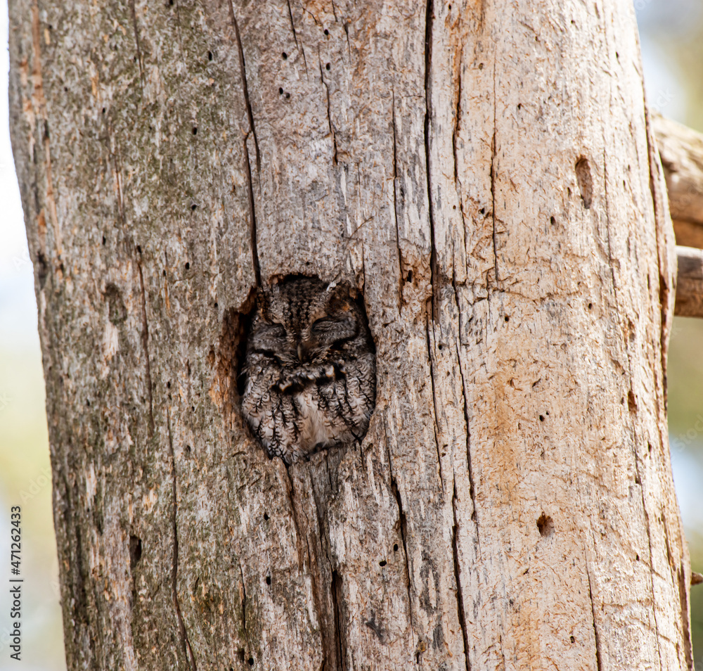 Eastern Screech Owl Camouflage