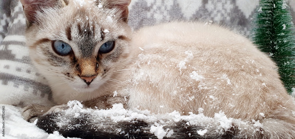 Beautiful kitty in the snow. New Year and Christmas background. Cute ...