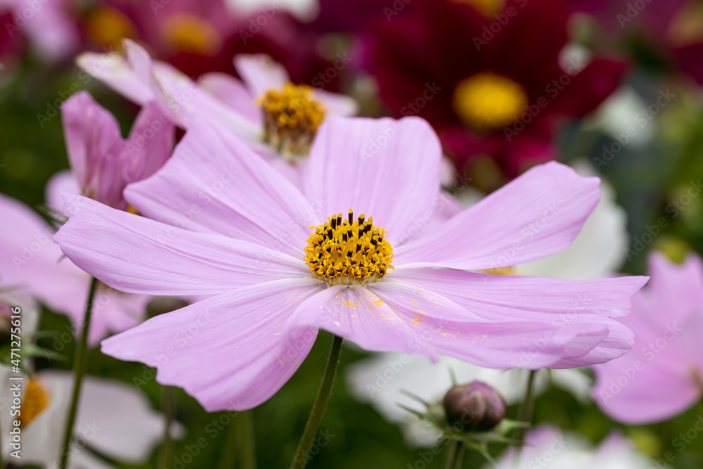 Foto de Pollen on the petals of a pink flower. Concept for fresh air ...
