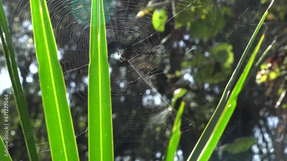 Thin Spider web with spider at center between tropical plant leaves in ...