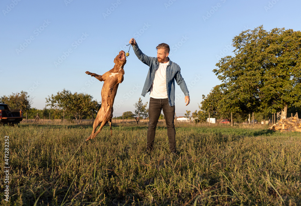 American bully dog and his human companion spending time together out ...